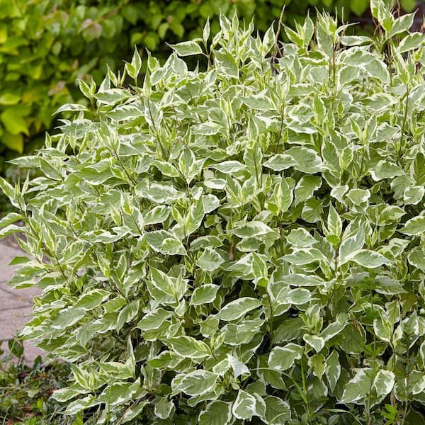 DIRECT GARDENING 3 Gal. Pot Variegated Red Twig Dogwood Ornamental ...