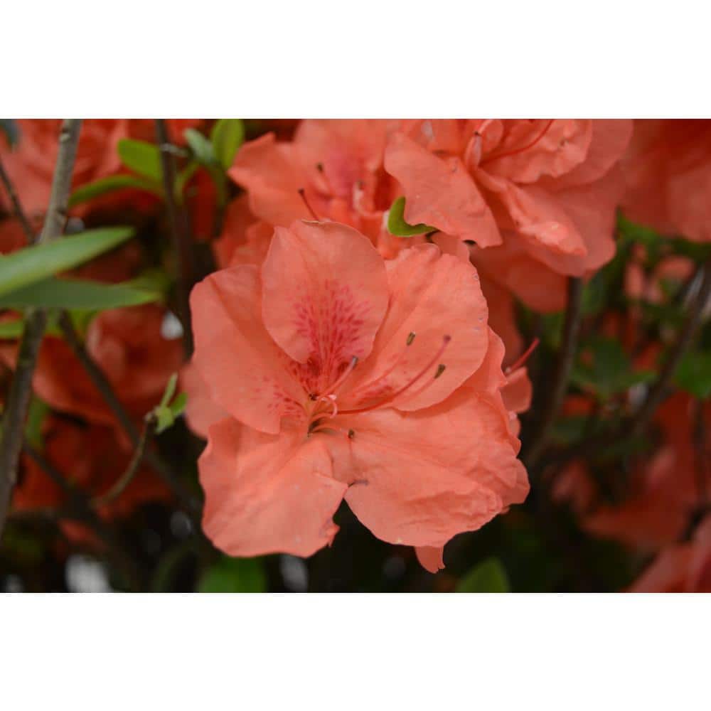 Vigoro 2 Gal. Echo Peachy Keen Azalea Shrub with Salmon Pink Reblooming ...