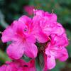 2.5 Quart Azalea 'Judge Solomon' Flowering Shrub with Pink Flowers ...