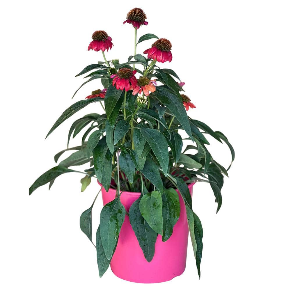 Pure Beauty Farms 1.5 Gal. Echinacea Plant Fire Flower in 8.25 in ...