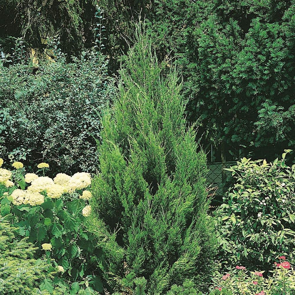 FLOWERWOOD 2.5 Gal. Spartan Juniper, Live Evergreen Tree, Dark Green ...