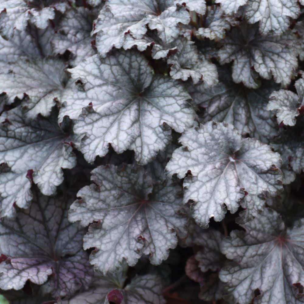 Proven Winners 0.65 Gal. Dressed Up Prom Dress Coral Bells (Heuchera ...
