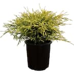 2.5 Qt. - Lemon Thread Cypress Live Shrub with Yellow, Green Folliage ...
