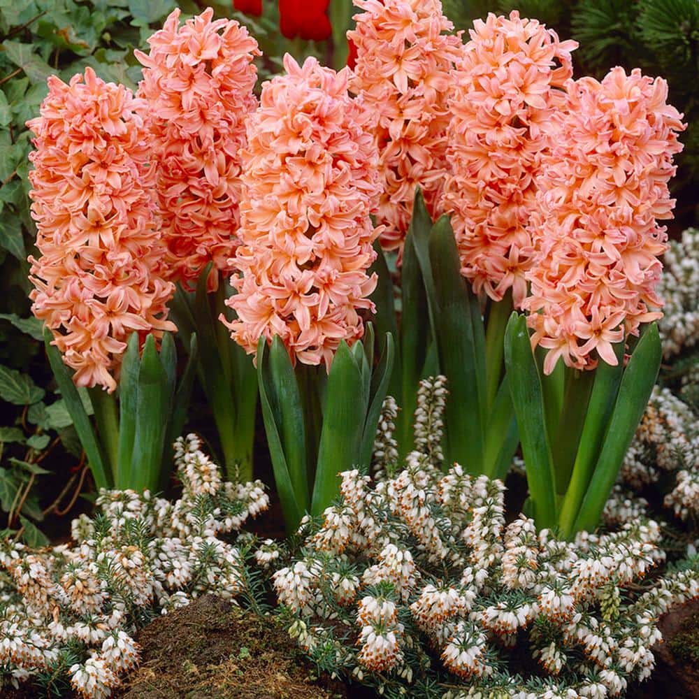 VAN ZYVERDEN Hyacinths Gipsy Queen Set of 10 Bulbs 87063 - The Home Depot