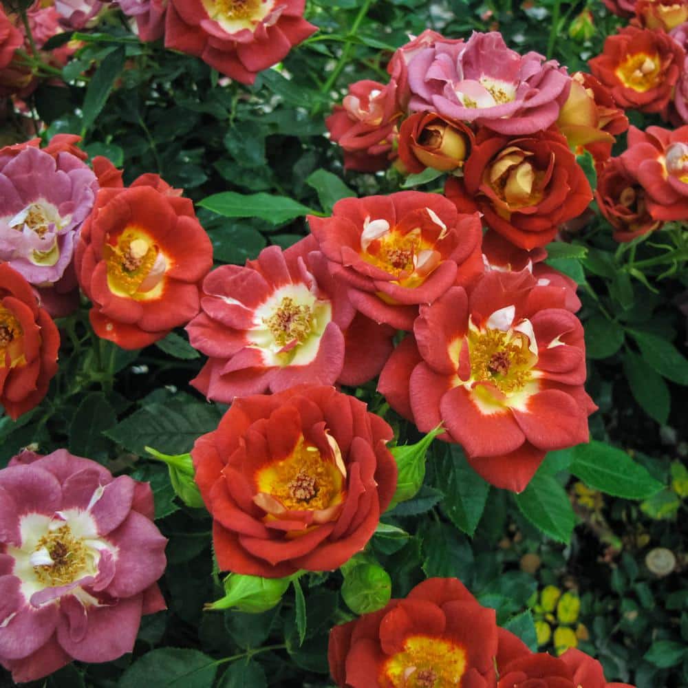 Spring Hill Nurseries Hot and Sassy Miniature Rose Dormant Bare Root ...