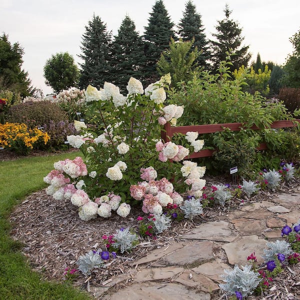 FIRST EDITIONS 3 Gal. Vanilla Strawberry Panicle Hydrangea Shrub with ...