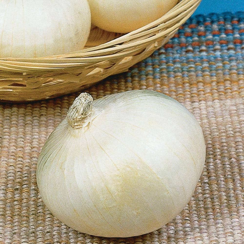 Bonnie Plants 19 oz. Texas Sweet White Onion Plant 4110 - The Home Depot