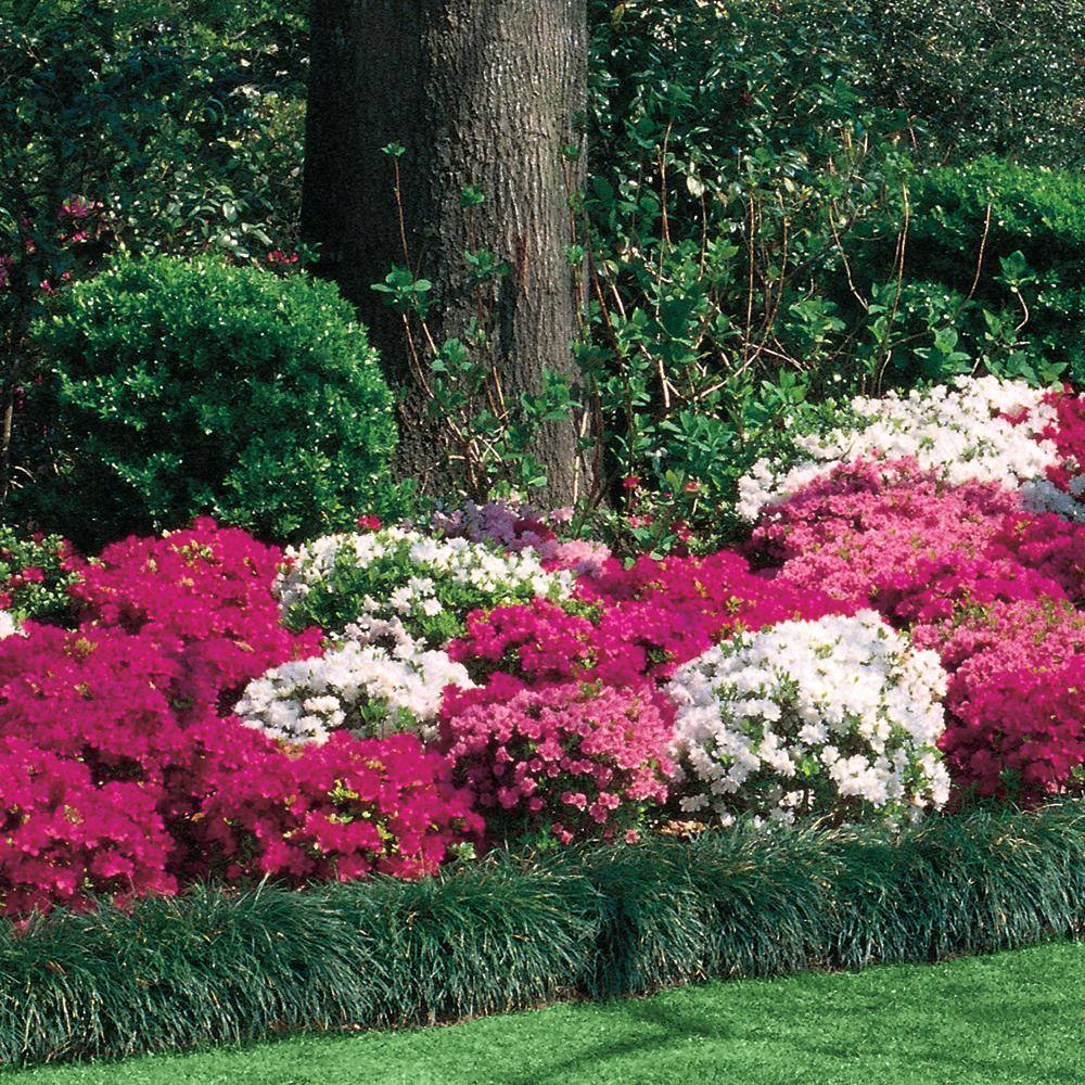 EVERDE GROWERS 2.5 qt. Azalea - Evergreen 240923 - The Home Depot