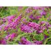 PROVEN WINNERS 1 Gal. Lo and Behold 'Ruby Chip' Butterfly Bush ...