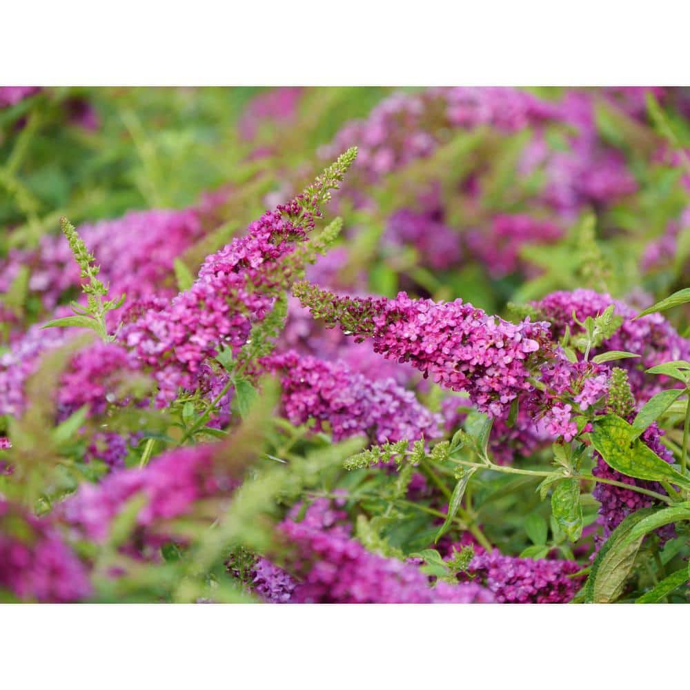 PROVEN WINNERS 4.5 in. Qt. Lo and Behold 'Ruby Chip' Butterfly Bush ...