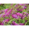 PROVEN WINNERS 1 Gal. Lo and Behold 'Ruby Chip' Butterfly Bush ...