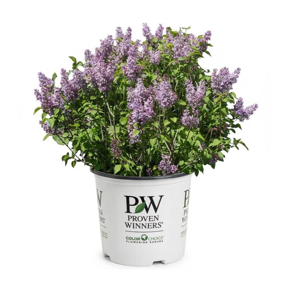 PROVEN WINNERS 2 Gal. Scentara Double Blue Lilac (Syringa ...