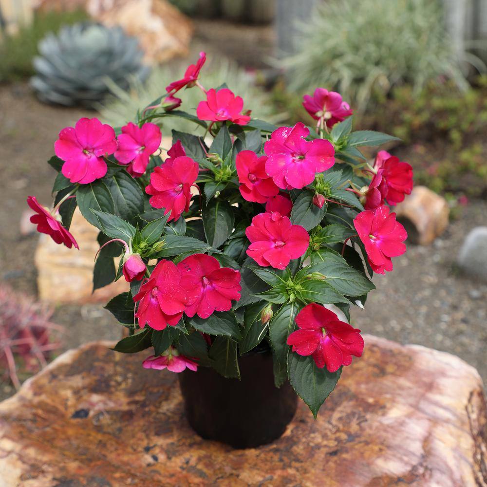 ALTMAN PLANTS Red Impatiens Outdoor Garden Annual Plant in 2.5 qt ...