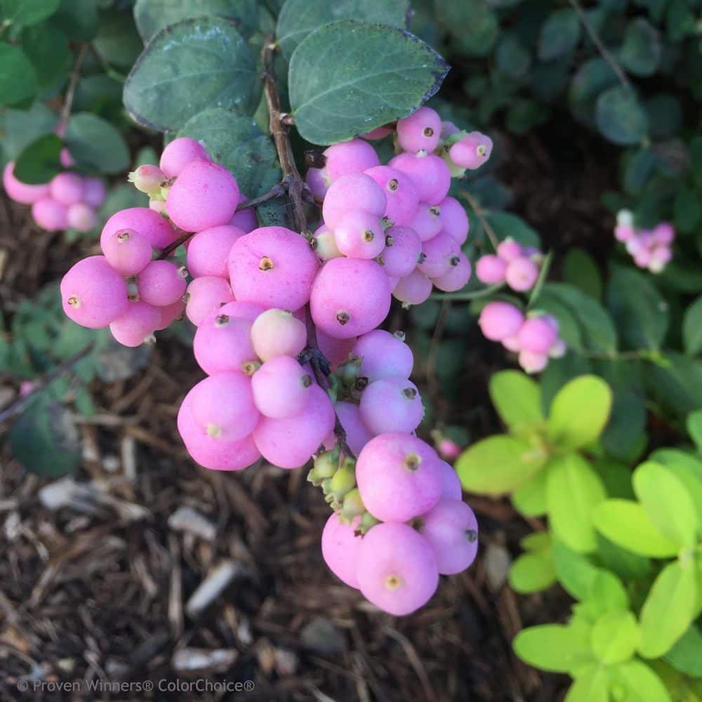 Proven Winners 1 Gal. Proud Berry Pink Coralberry (Symphoricarpos) Live ...