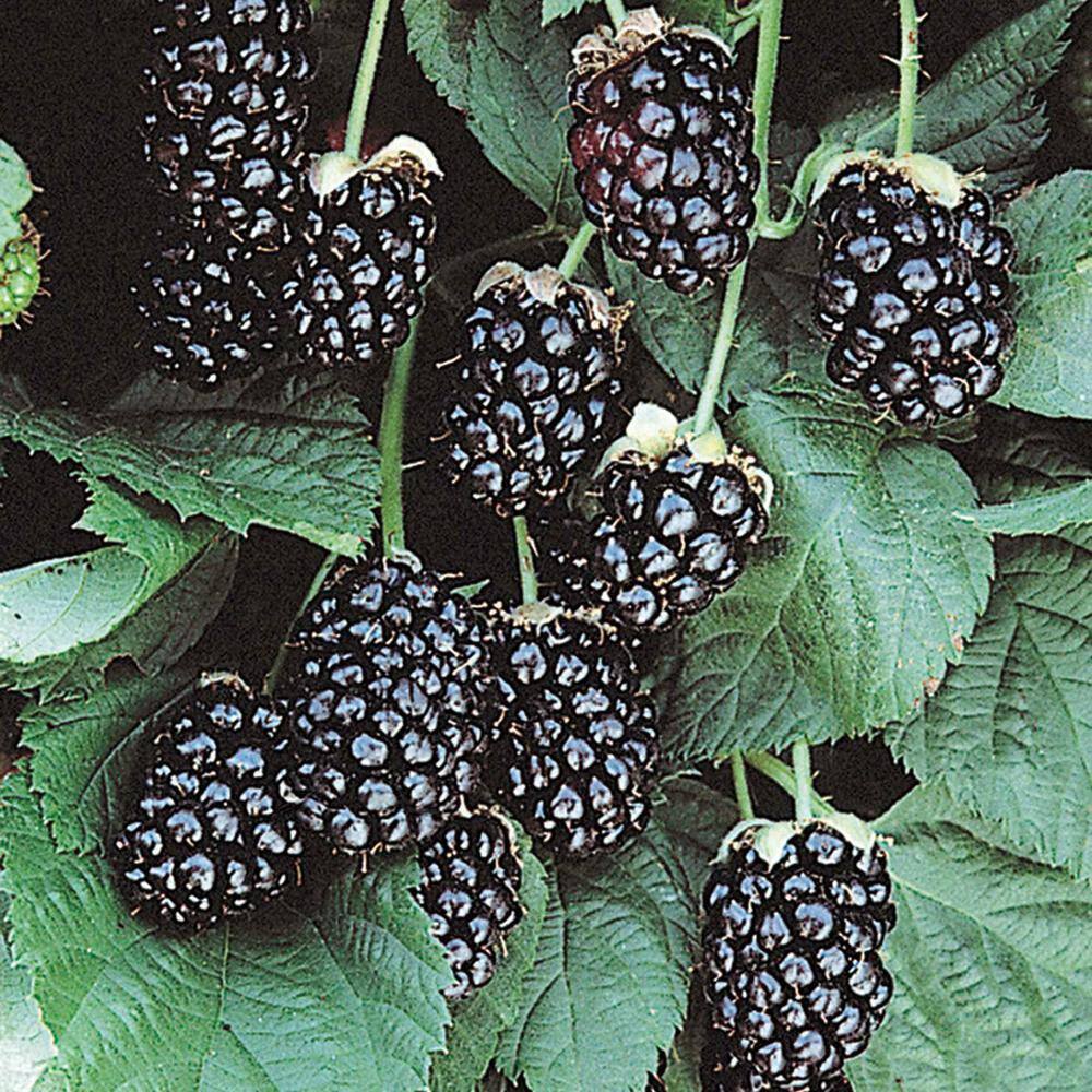 Gurney's Sweetie Pie Blackberry Dormant Bare Root Fruiting Starter ...