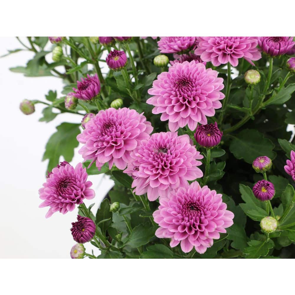 ALTMAN PLANTS 2.5 Qt. #1 Pink Chrysanthemum Perennial Plant 23761 - The ...