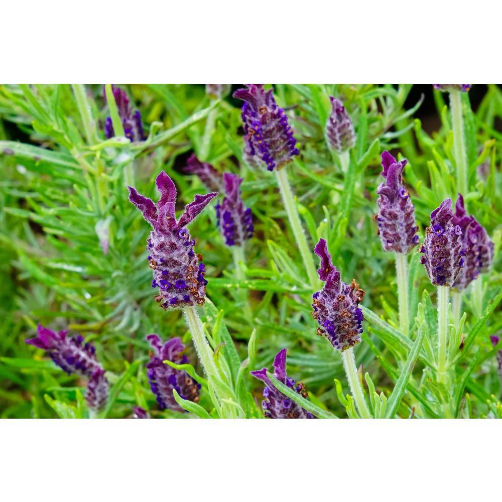 BELL NURSERY 3 Gal. Anouk Lavender Tree Form (Lavandula stoechas) Live ...