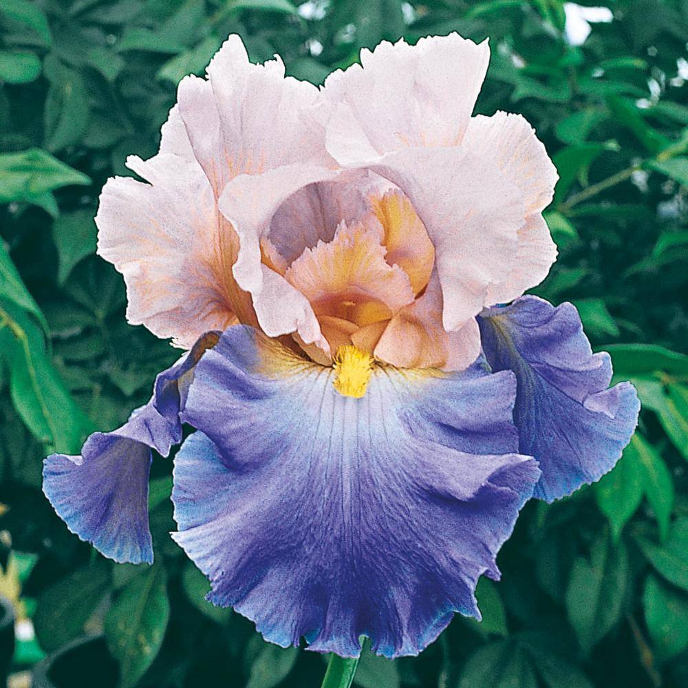 Reviews for Breck's Harvest of Memories Reblooming Iris Yellow Flowers ...