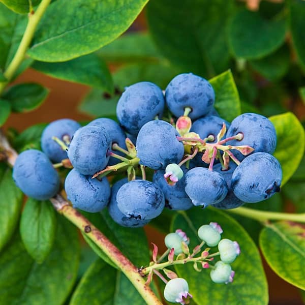 DIRECT GARDENING 3 Gal. Pot, Ka-Bluey Blueberry Bush Fruiting Plant (1 ...