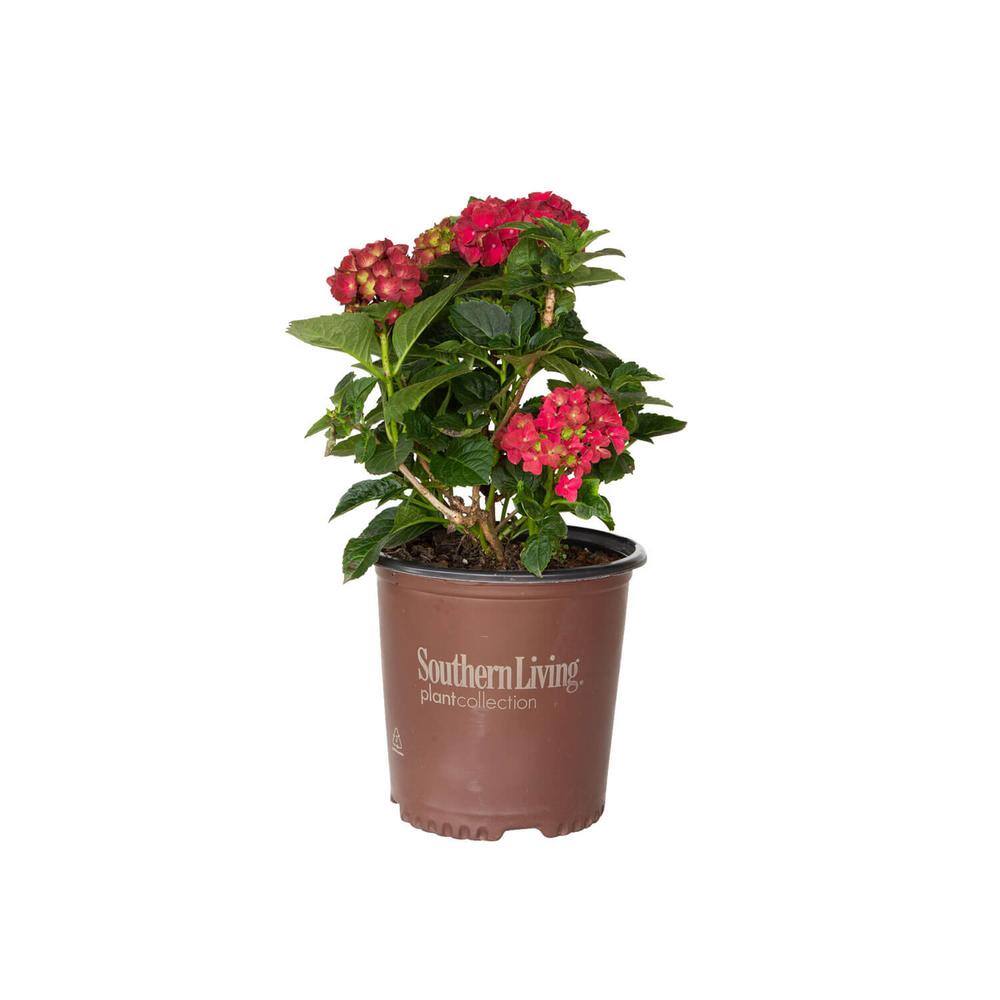 SOUTHERN LIVING 2 Gal. Hydrangea Incrediball Blush Plant with Red ...