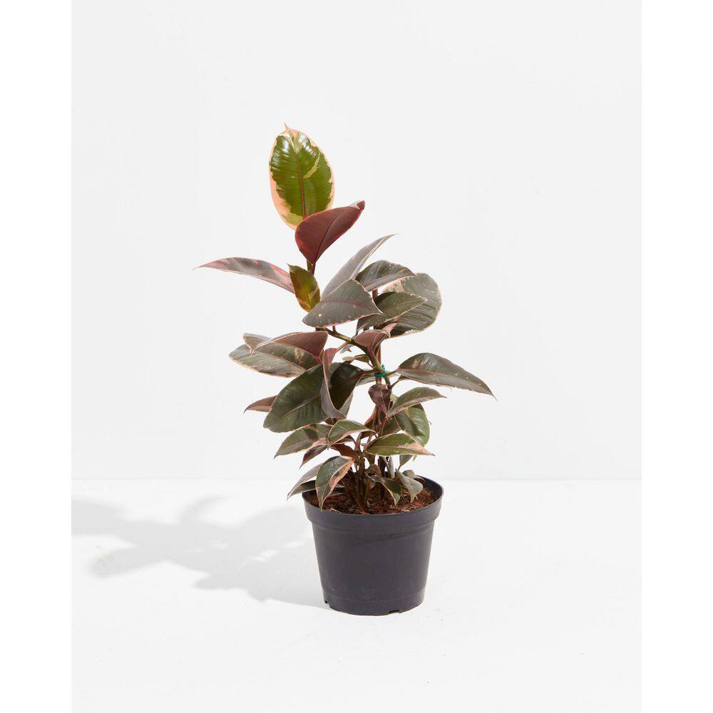 Reviews for LIVELY ROOT 6 in. Ruby Rubber Plant Tree (Ficus Reobusta ...