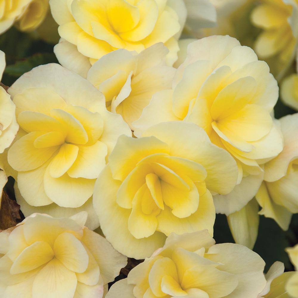 Vigoro 2 qt. Begonia Solenia Yellow Annual Plant 1005991404 - The Home ...