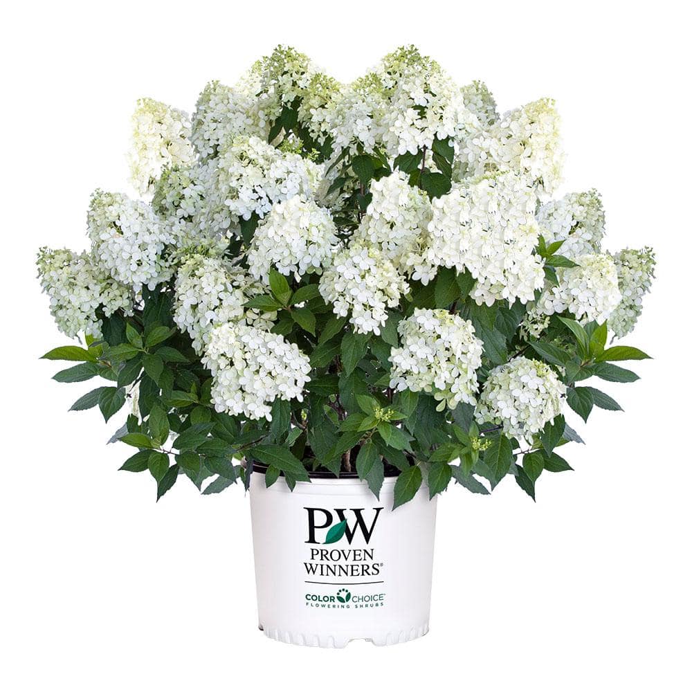 PROVEN WINNERS 5 Gal. Puffer Fish Hydrangea Shrub 18213 - The Home Depot
