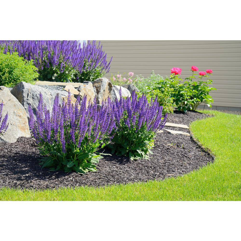 BELL NURSERY 1 Gal. Salvia Violet Riot Plant with Violet Blossoms in ...