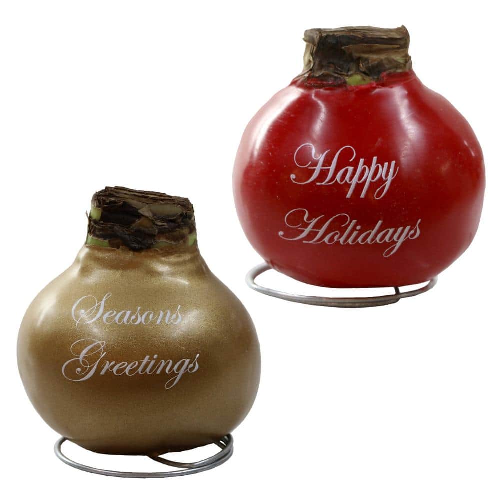 national PLANT NETWORK Waxed Amaryllis Holiday Collection with Red ...