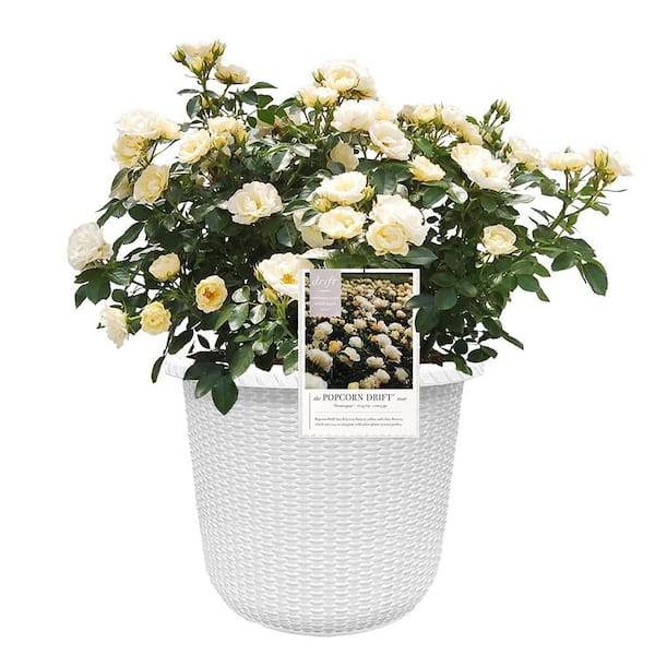 Reviews for Drift 2 Gal. Popcorn Rose Plant with Buttery Yellow Flowers ...