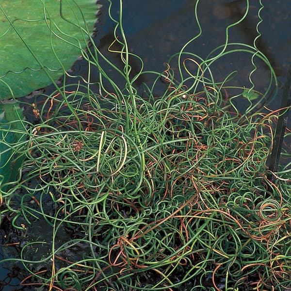 Vigoro 2.5 Qt. Purple Corkscrew Rush Plant 1005310384 - The Home Depot