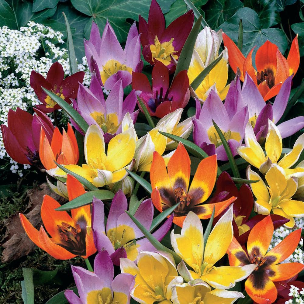 Garden State Bulb 6/+ cm, Wildflower Mix Multi-Color Tulip Flower Bulbs ...