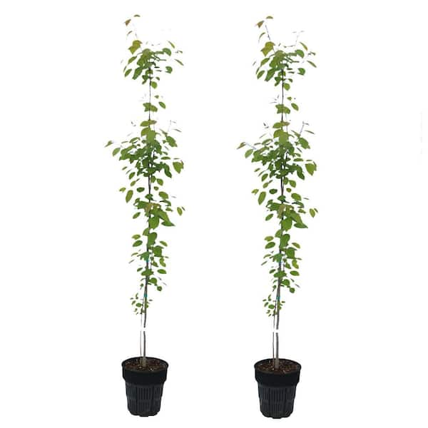 1 gal. Autumn Brilliance Deciduous Serviceberry Tree 2-Pack SERAUT01GH ...