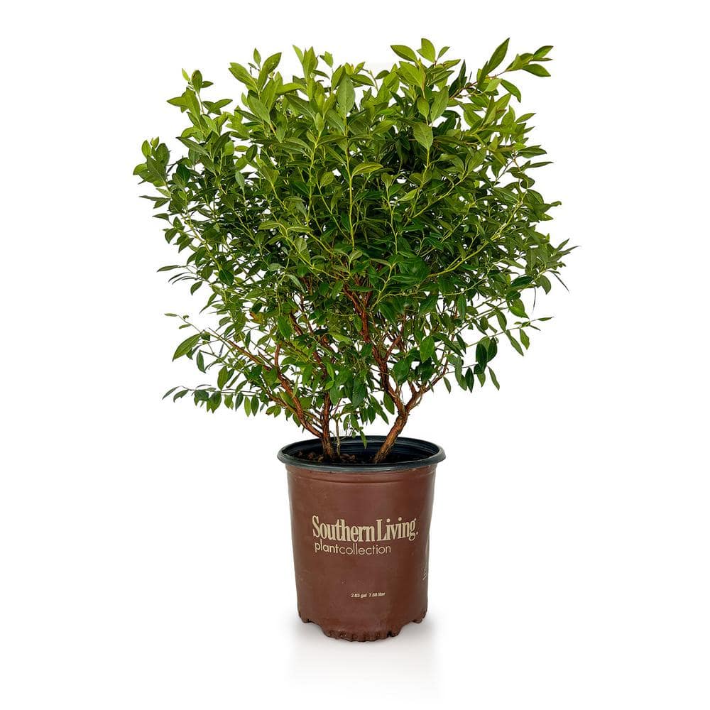 SOUTHERN LIVING 2 Gal. Takes The Cake Blueberry Plant - Live Fruit ...
