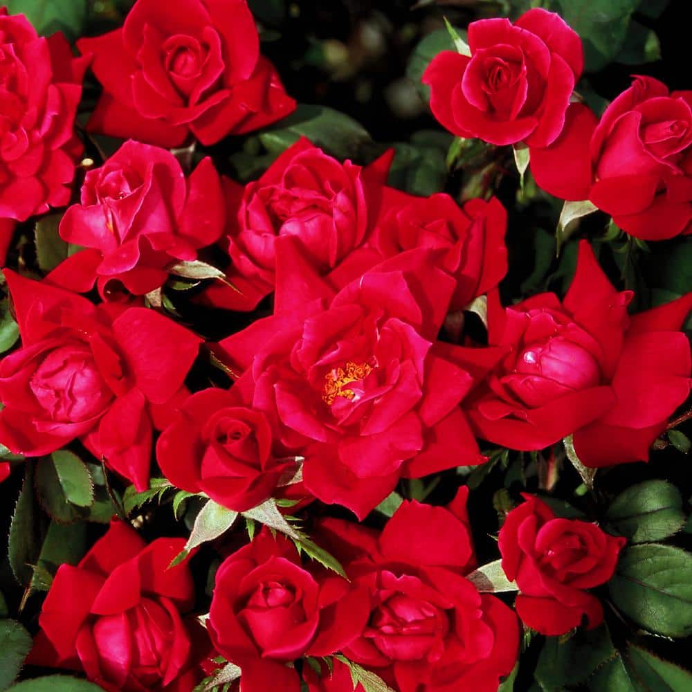 KNOCK OUT Bareroot Red Double Knock Out Rose Bush with Red Flowers (2 ...