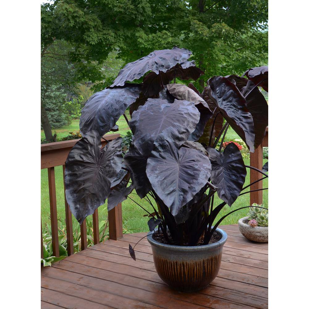 3 Gal. Colocasia Plant 19718 - The Home Depot