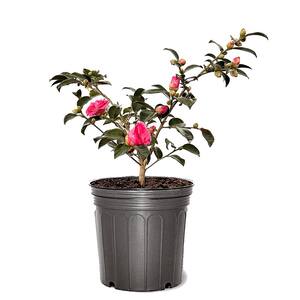 3 gal. Shishi Gashira Sasanqua Camellia with Pink Blossoms CAMSHI03G ...
