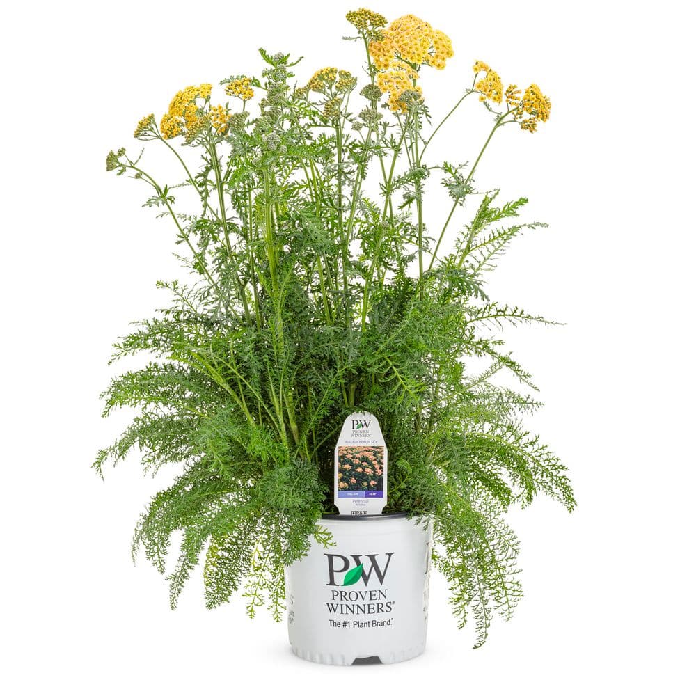 PROVEN WINNERS 1 Gal. Firefly Peach Sky Yarrow (Achillea) Live Plant ...