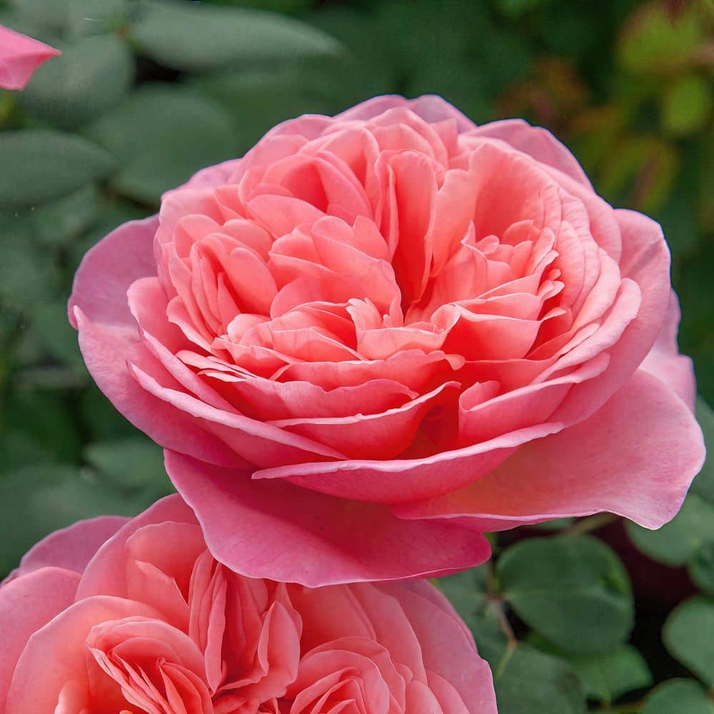 BLOOMABLES Bareroot Scentables Sweet Mademoiselle Hybrid Tea Rose Bush ...