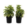 Pure Beauty Farms 1.9 Gal. Schefflera Trinette Plant in 9.25 In. Grower ...