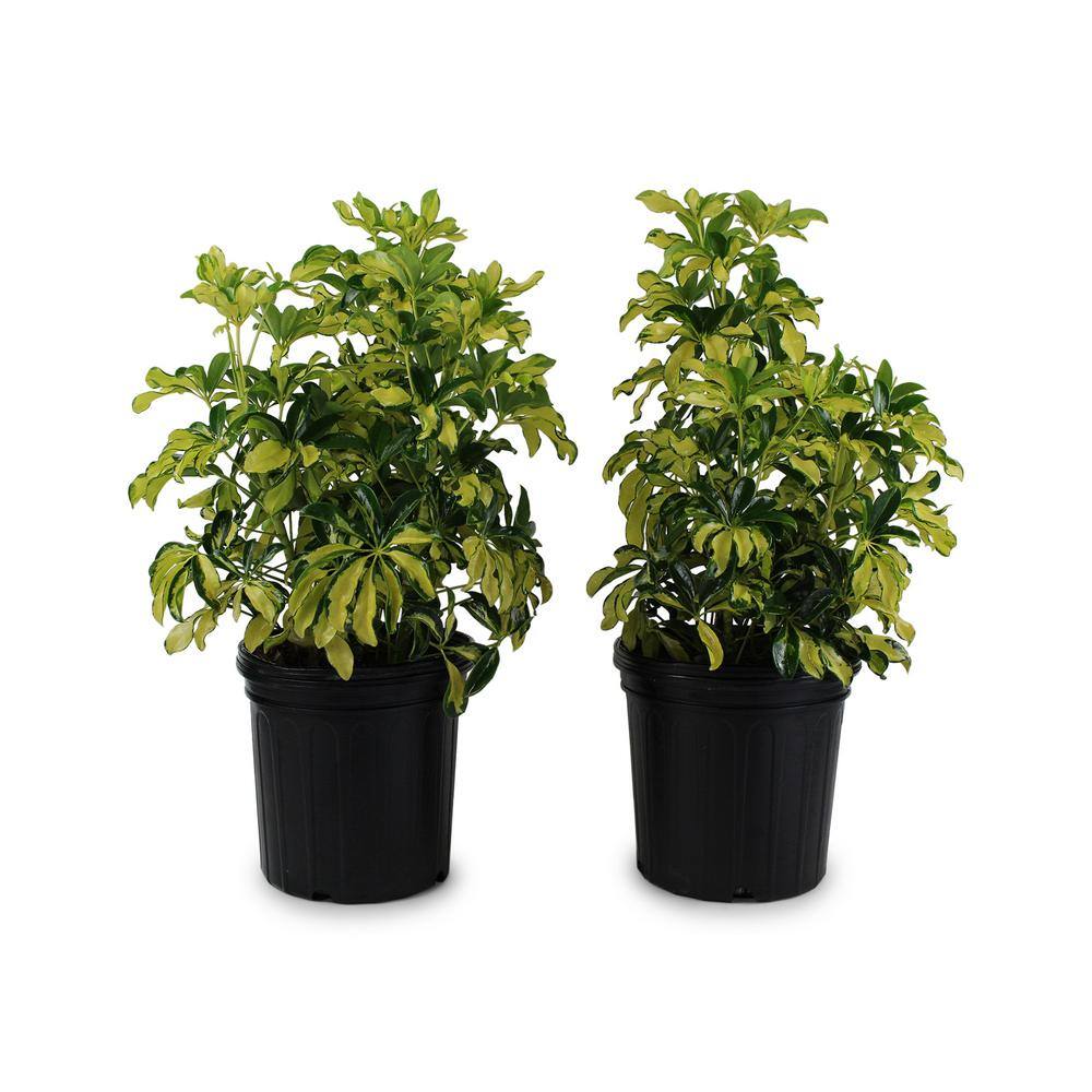 Pure Beauty Farms 1.9 Gal. Schefflera Trinette Plant in 9.25 In. Grower ...
