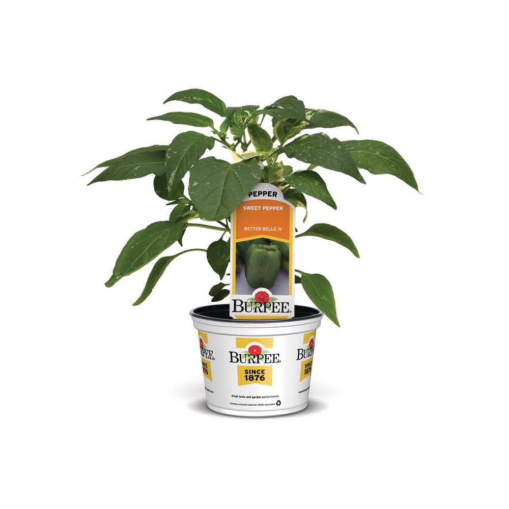 Burpee 3.5 in. Burpee Peppers Potted Better Belle IV FG00095019 - The ...