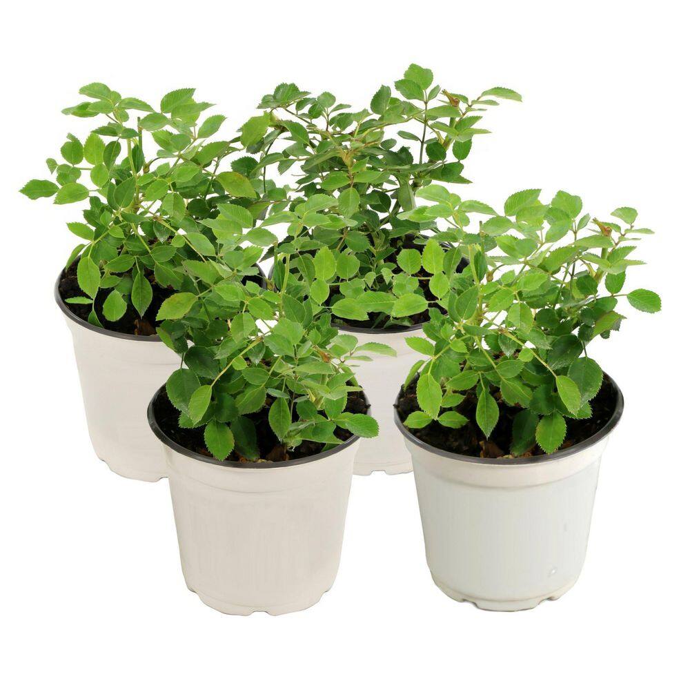 national PLANT NETWORK 4 in. Rise and Shine Mini Roses with Yellow ...