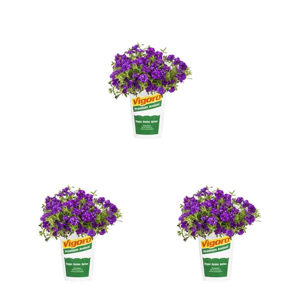 Vigoro 2 qt. Calibrachoa Million Bells Minifamous Uno Dark Blue Annual ...