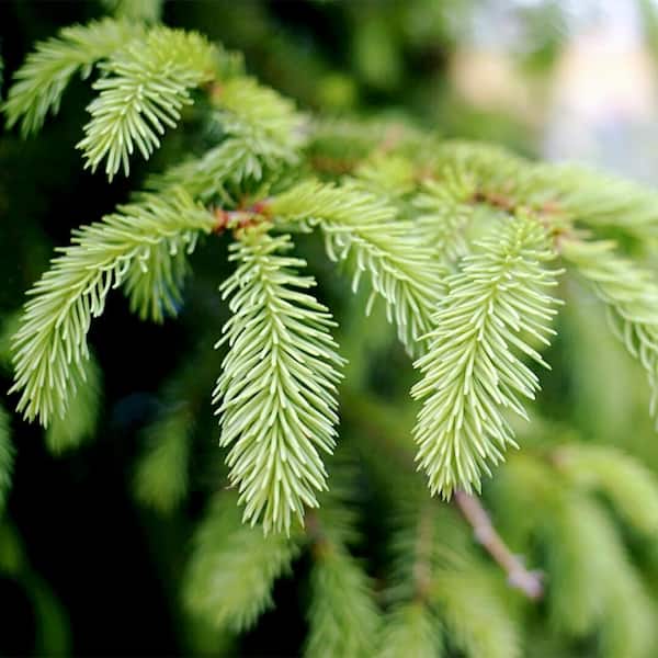 Evergreen Identification