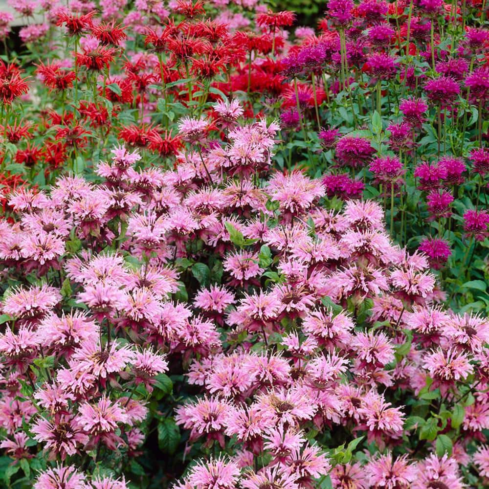 VAN ZYVERDEN Mixed Colors Monarda Blend Roots (5-Pack) 83762 - The Home ...