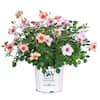 PROVEN WINNERS 2 Gal. Ringo All-Star Rose Plant with Orange and Pink ...