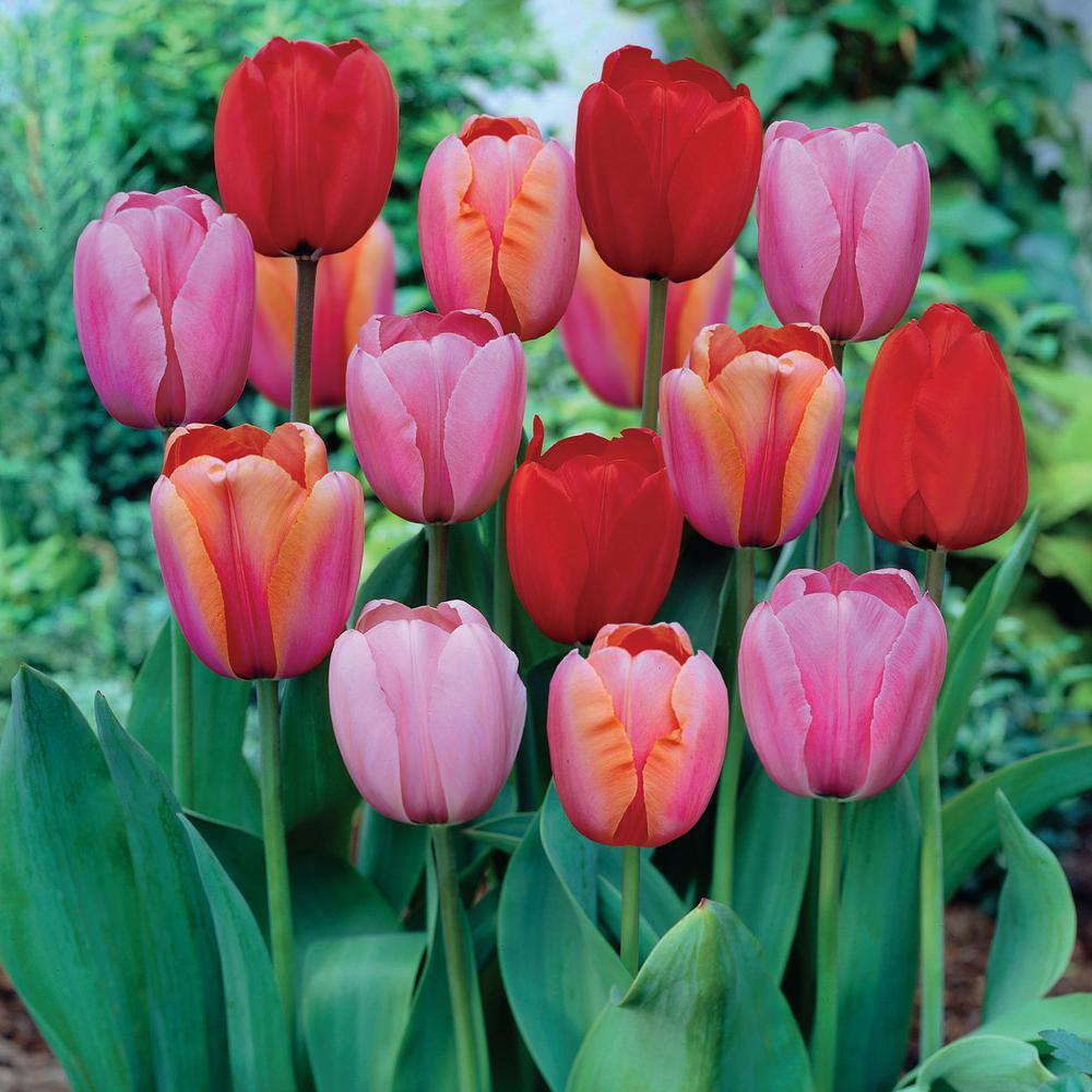 Garden State Bulb 12/+ cm, Darwin Hybrid Plant to Impress Mix Tulip ...