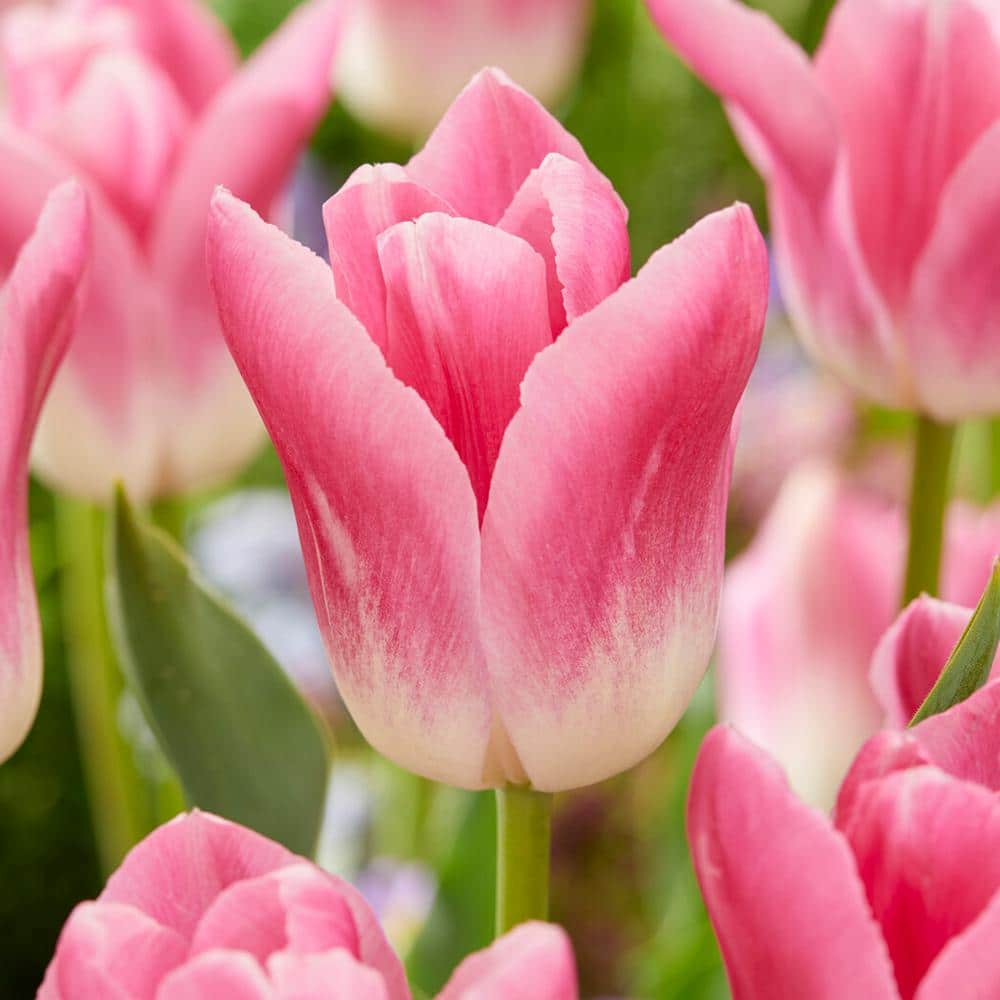 Garden State Bulb 12/ cm, Royal Ten Triumph Tulip Flower Bulbs, Pink ...