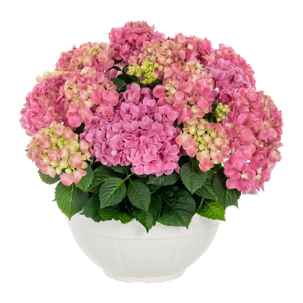 METROLINA GREENHOUSES 1 gal. Hydrangea Tabletensia in Decorative Bowl ...
